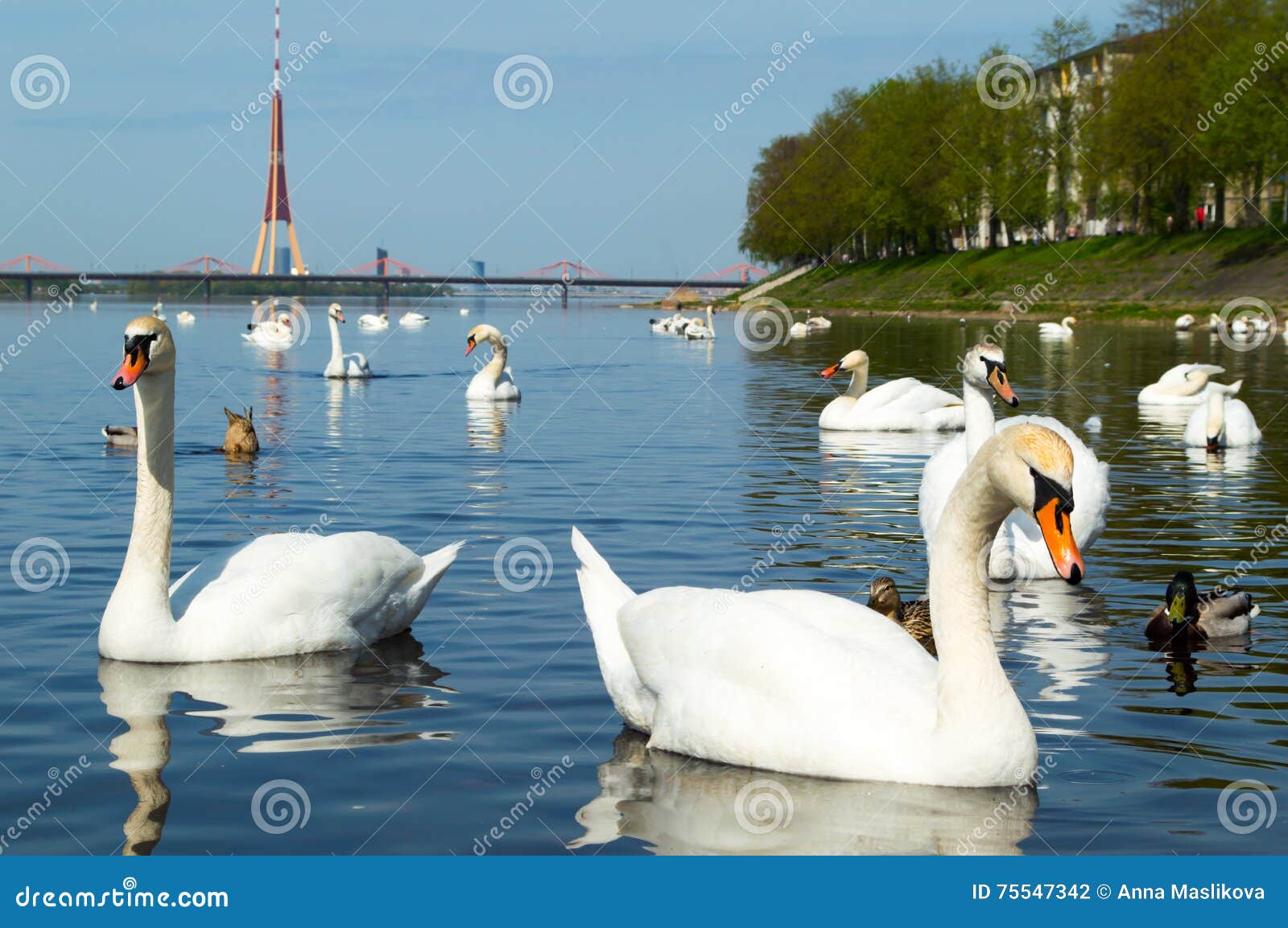Swans in Riga stock photo. Image of nature, river, bird - 75547342