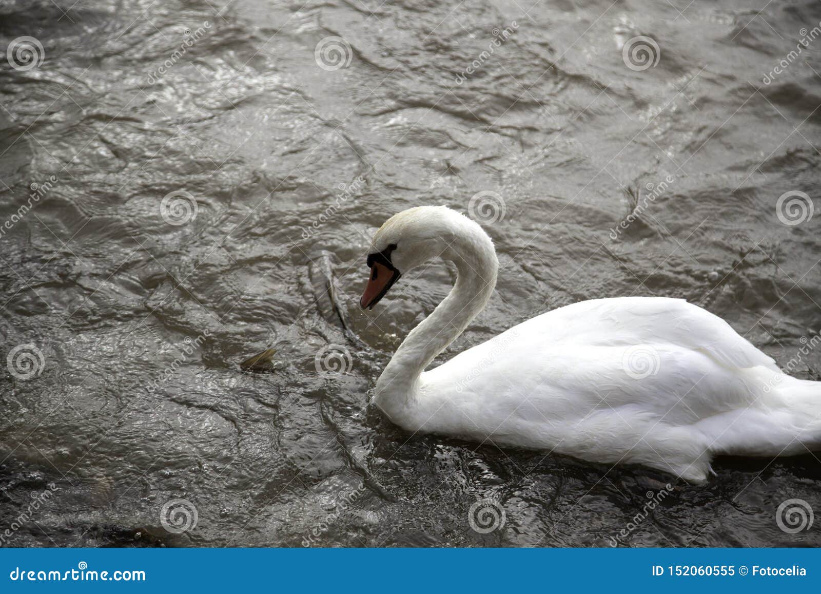 Swans in river stock image. Image of nature, heart, family - 152060555