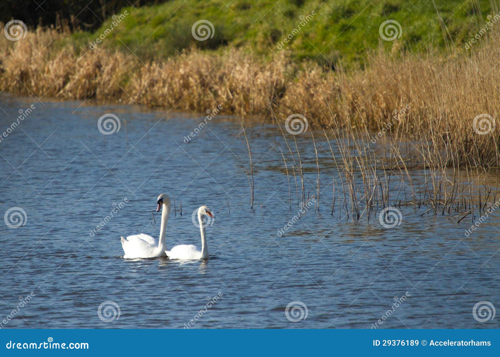 Swans on the River in Somerset Stock Image - Image of countryside ...