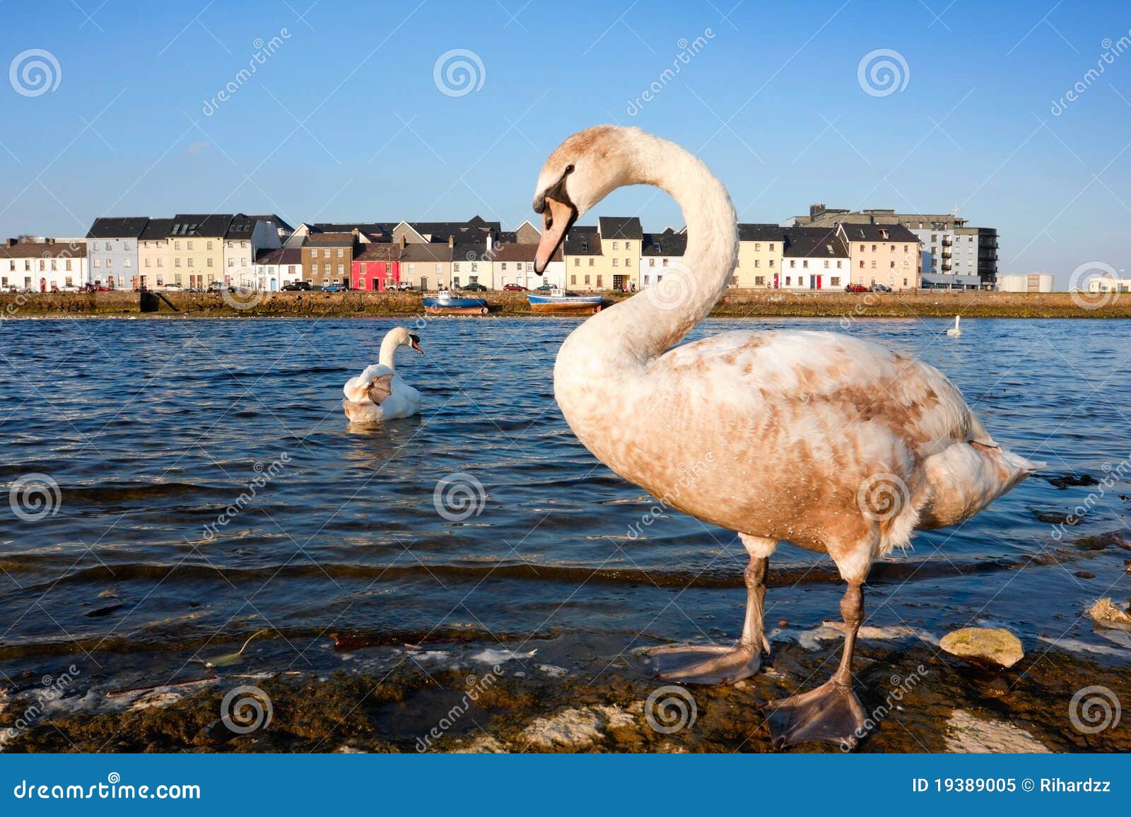 Swans on the River in Spring Stock Image - Image of house, warm: 19389005