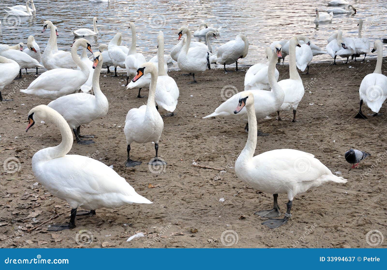 Swans by the river stock image. Image of swans, beautiful - 33994637