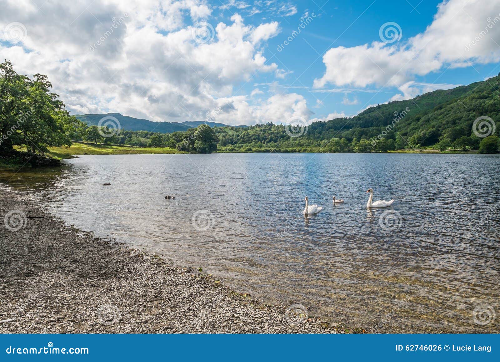 Swans on Rydal Water in the Lake District. Stock Photo - Image of blue ...