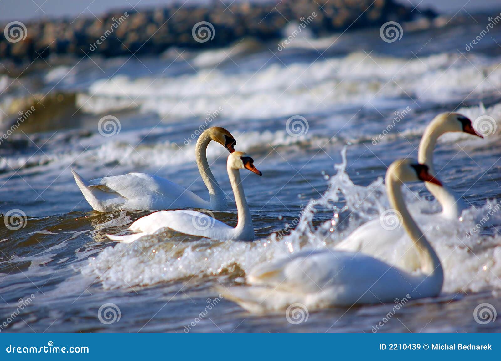 Swans on sea stock image. Image of appeal, inspiring, family - 2210439