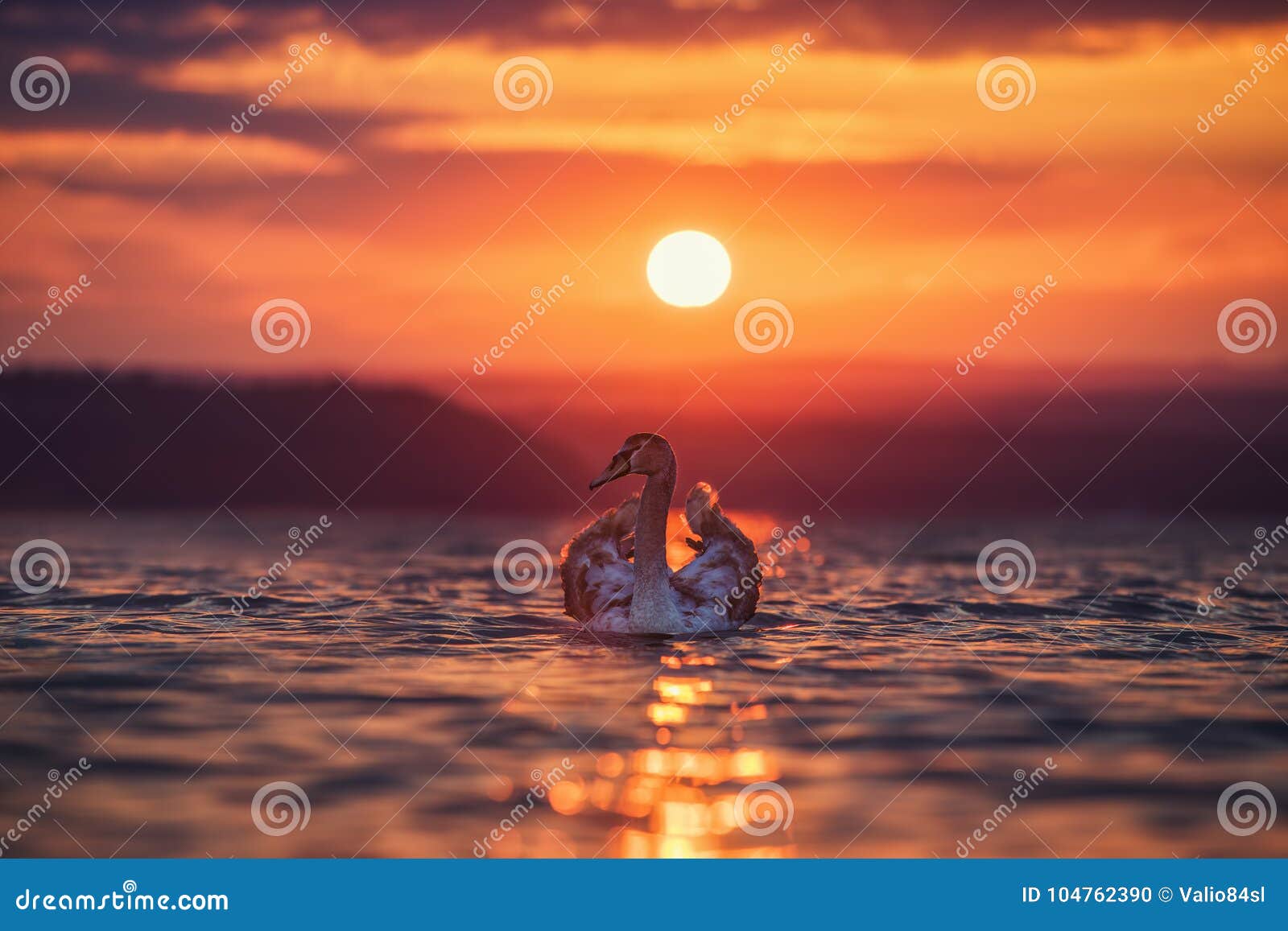 Swans in the Sea and Beautiful Sunset Stock Photo - Image of bright ...