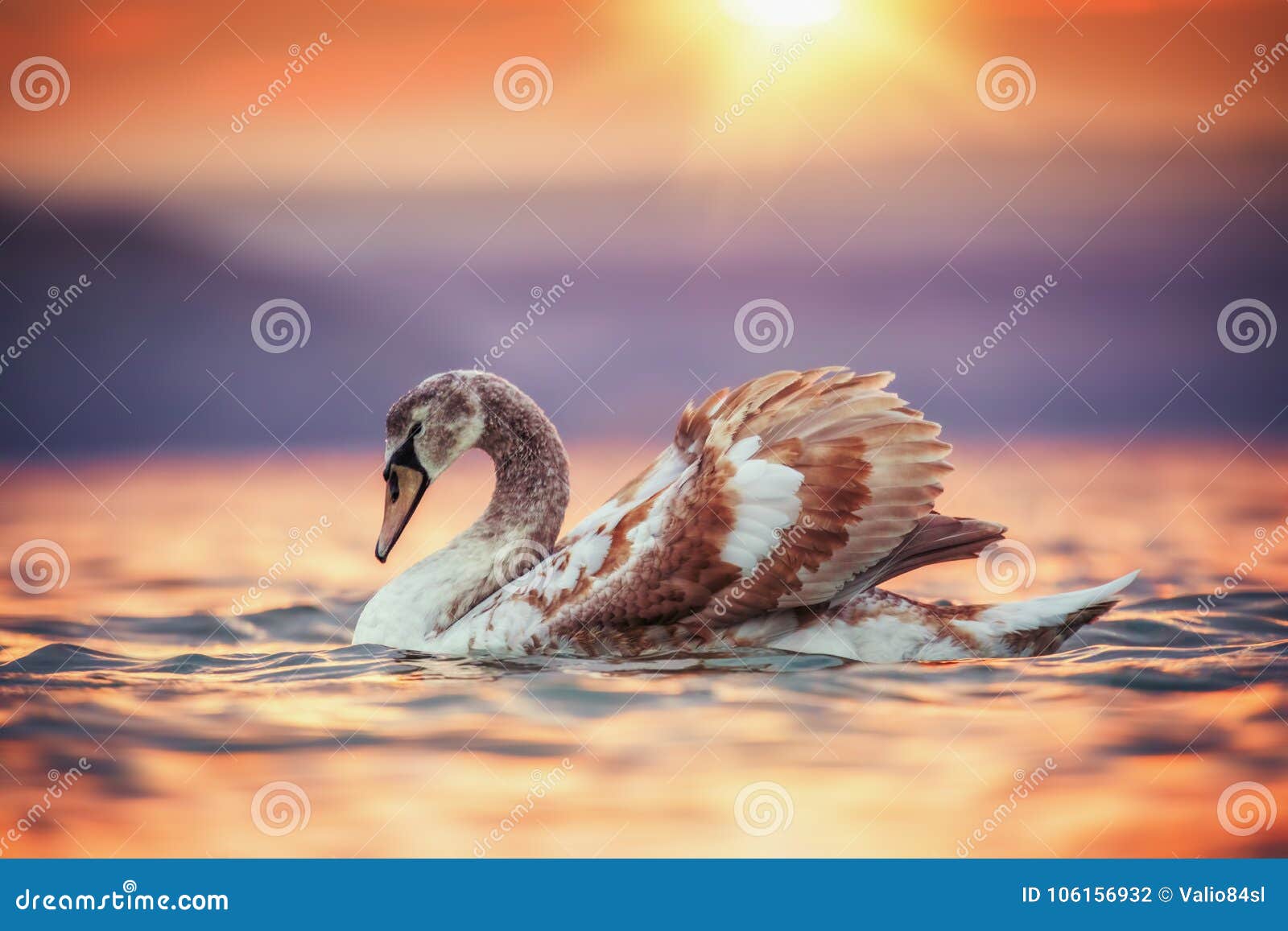 Swans in the Sea and Beautiful Sunset Stock Photo - Image of love, port ...