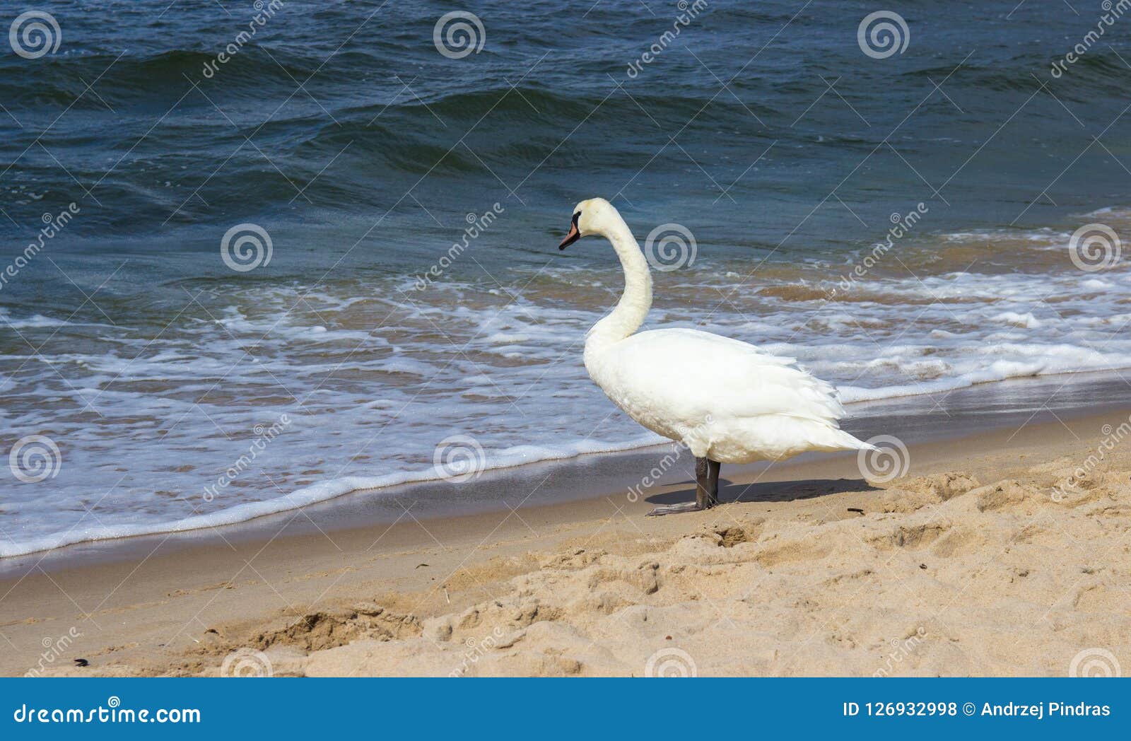 Baltic Sea - White Swans on the Shore. Stock Photo - Image of beauty ...