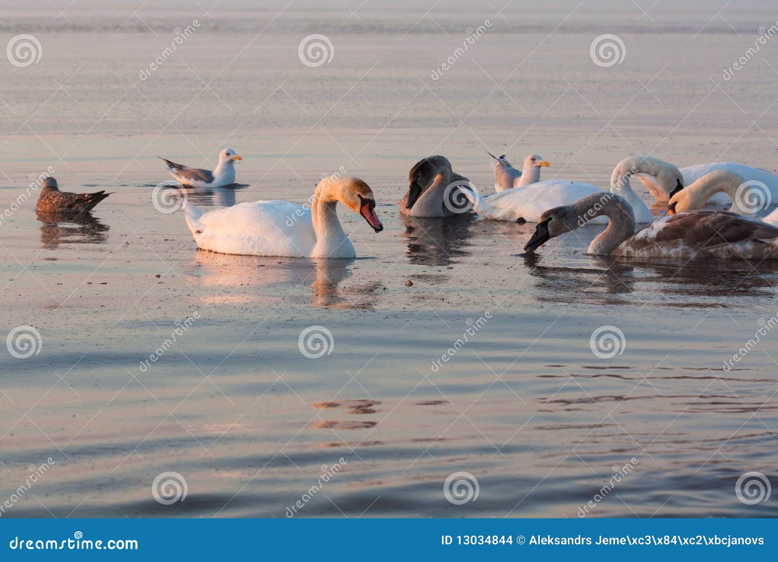 Swans in sea on sunrise stock photo. Image of destinations - 13034844