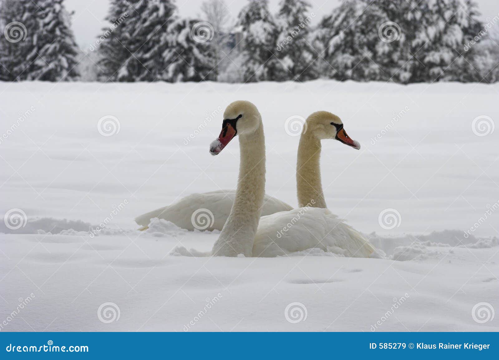 Swans on snow stock image. Image of resting, swan, tree - 585279