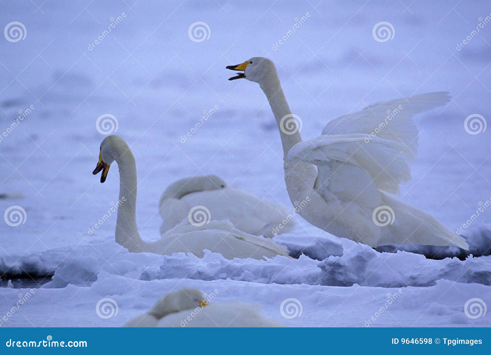 Swans in snowscape stock photo. Image of view, snow, snowscape - 9646598
