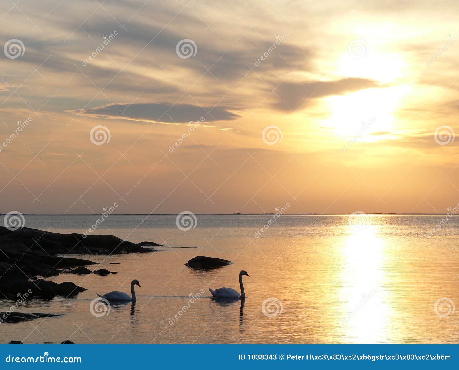 Swans in sunset stock image. Image of evening, friendship - 1038343