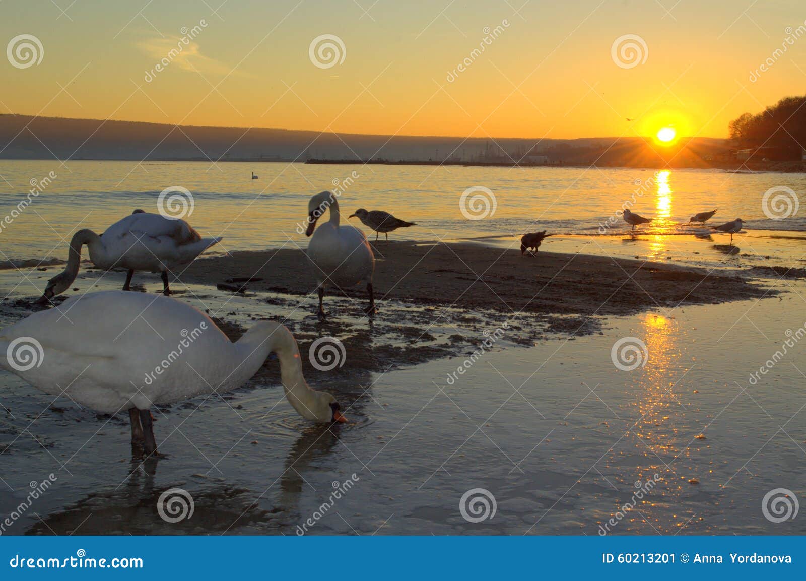 Swans at sunset beach stock image. Image of shore, light - 60213201