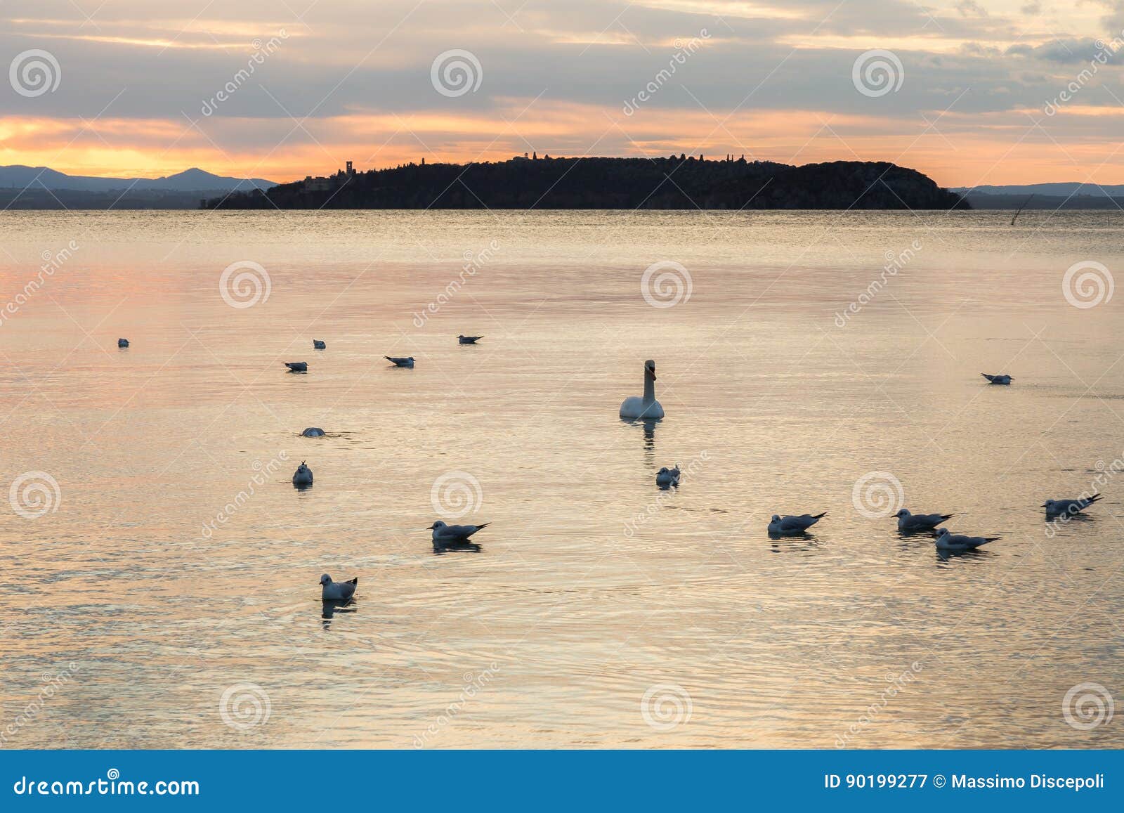 Swans at sunset stock image. Image of nuvole, lake, isole - 90199277