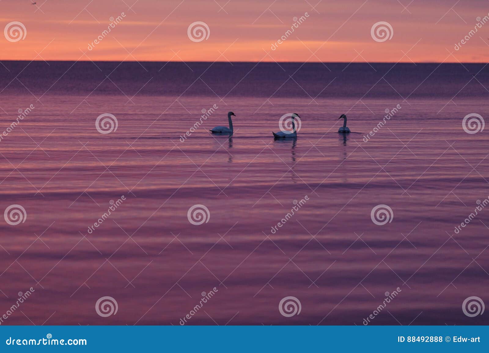 Swans at sunset stock photo. Image of reflection, lovely - 88492888