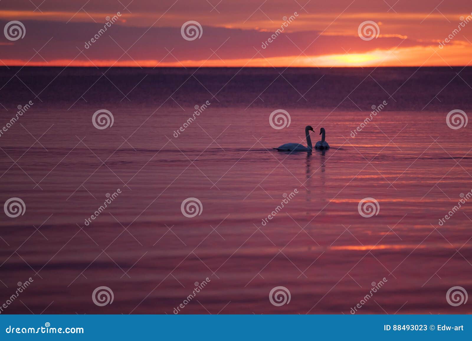 Swans at sunset stock image. Image of morning, light - 88493023