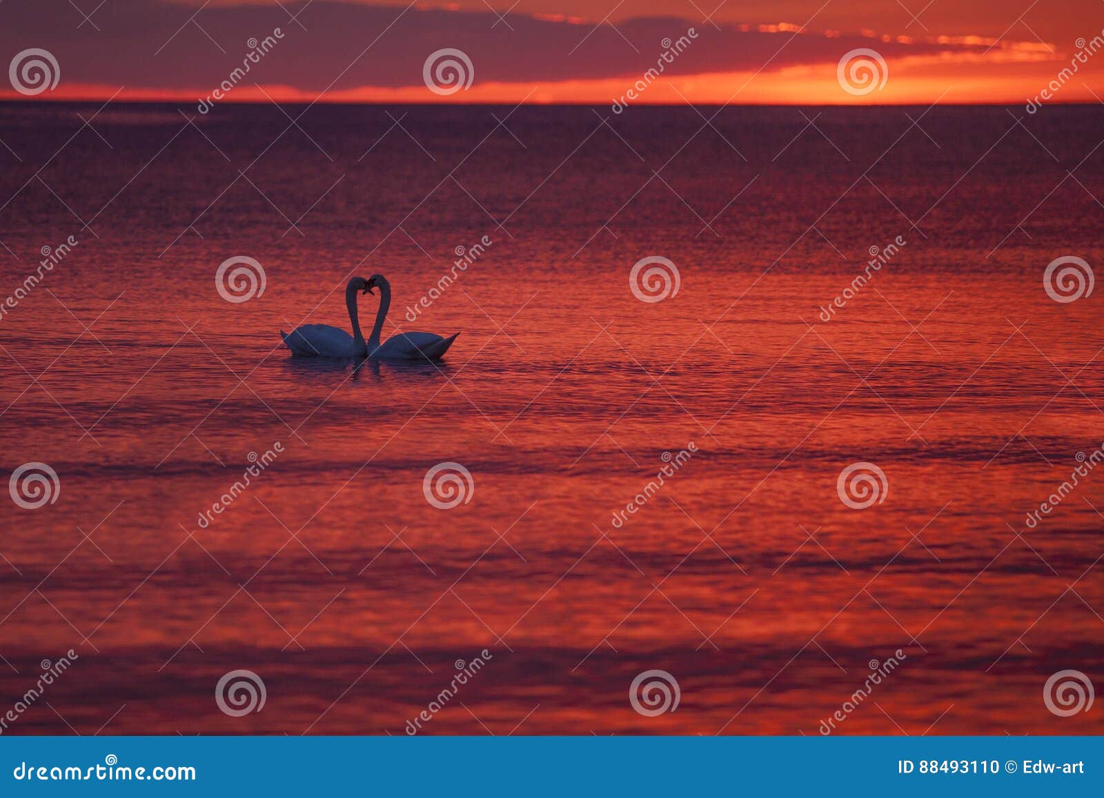 Swans at sunset stock photo. Image of elegant, river - 88493110