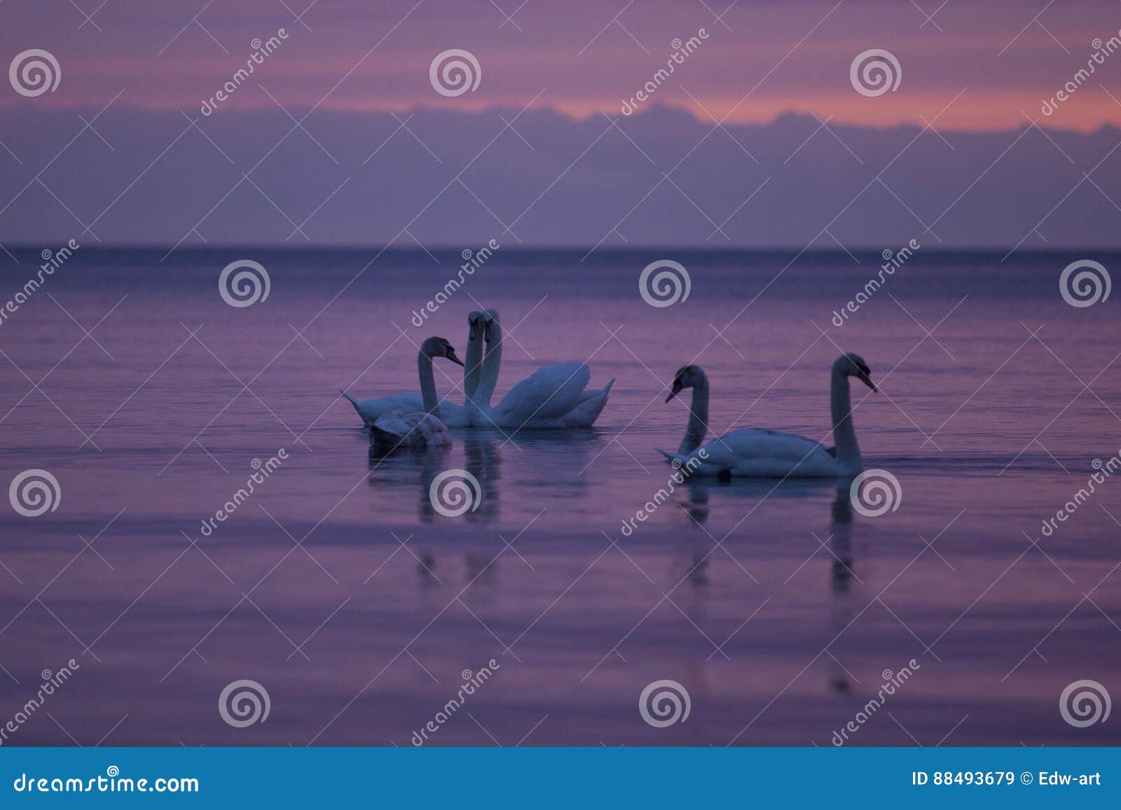Swans at sunset stock image. Image of blue, bird, elegant - 88493679