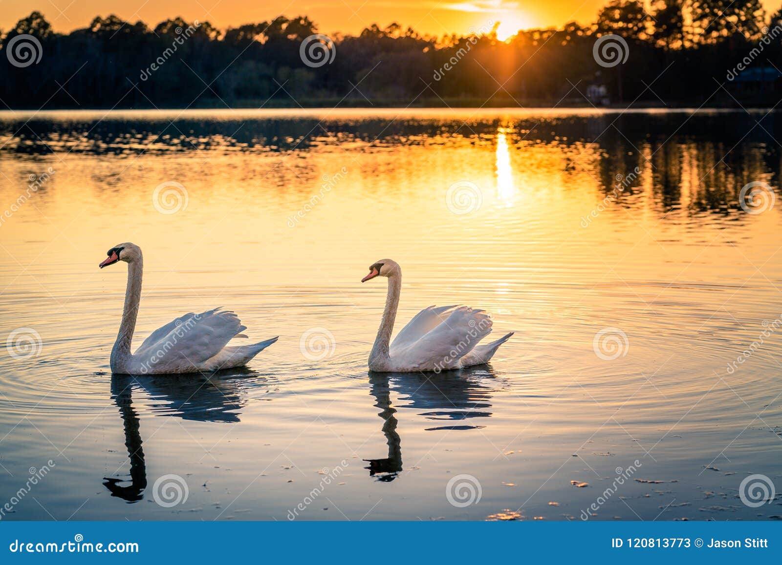 Swans on Sunset Lake stock image. Image of beautiful - 120813773