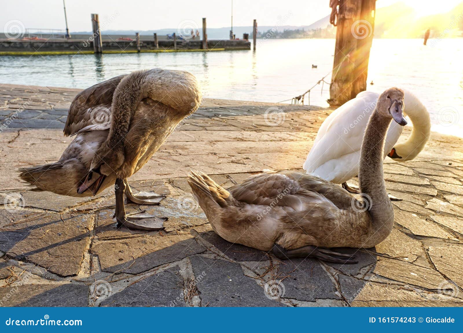Swans in the sunset light stock image. Image of nature - 161574243