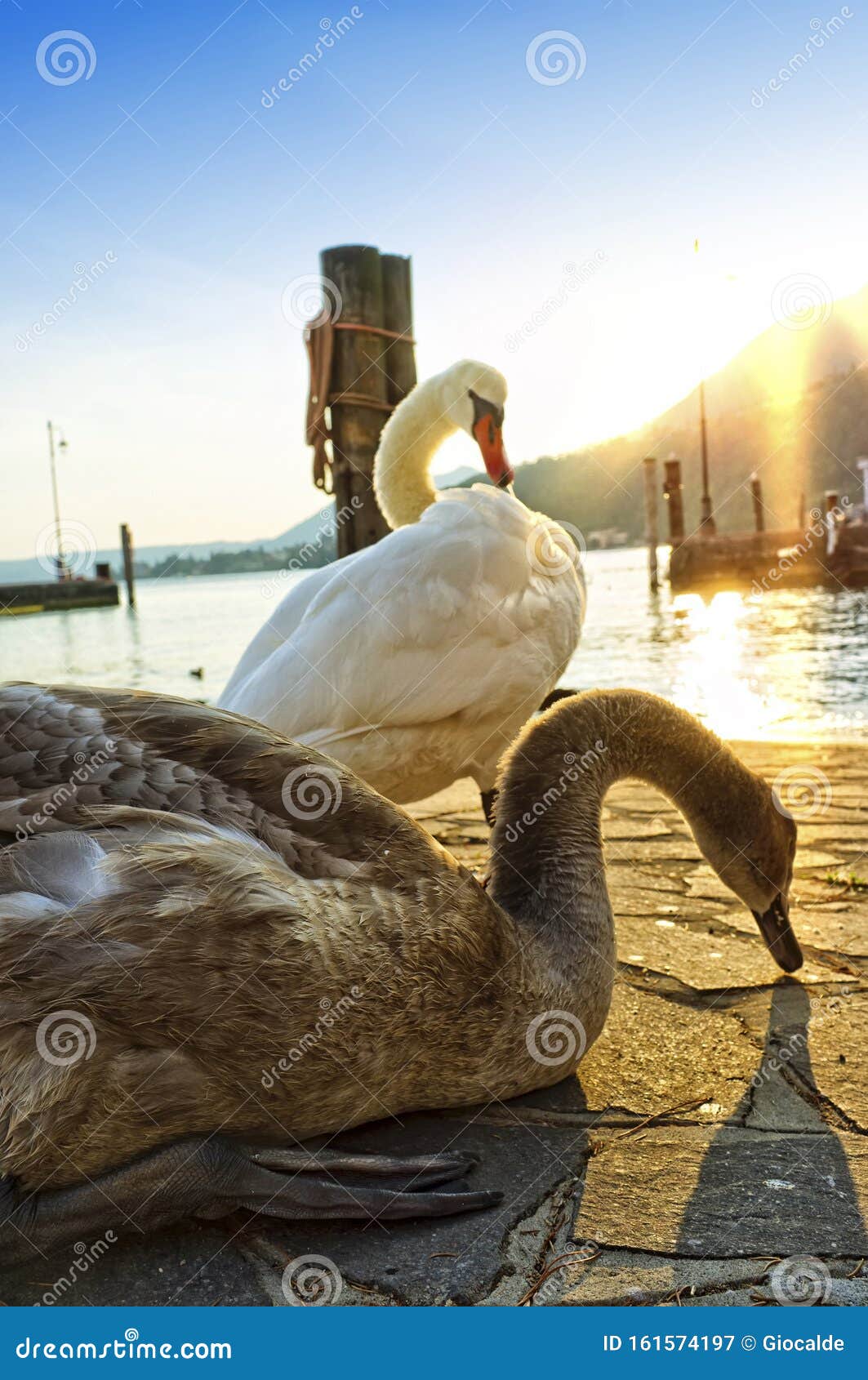 Swans in the sunset light stock image. Image of dawn - 161574197