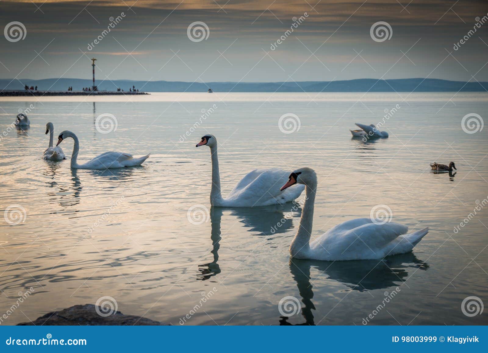 Swans in sunset stock image. Image of elegance, sunset - 98003999