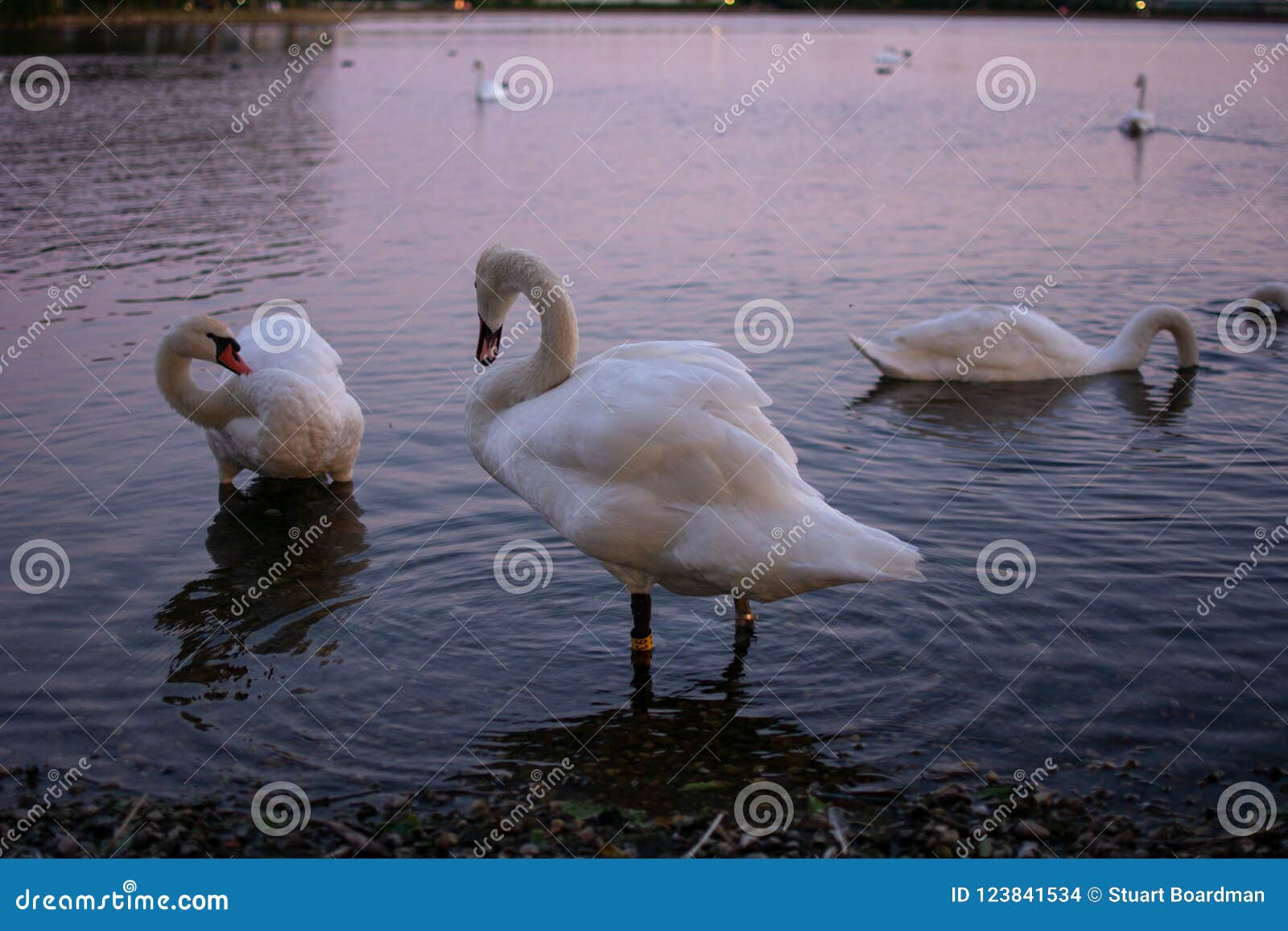 Swans at sunset stock photo. Image of swans, nature - 123841534