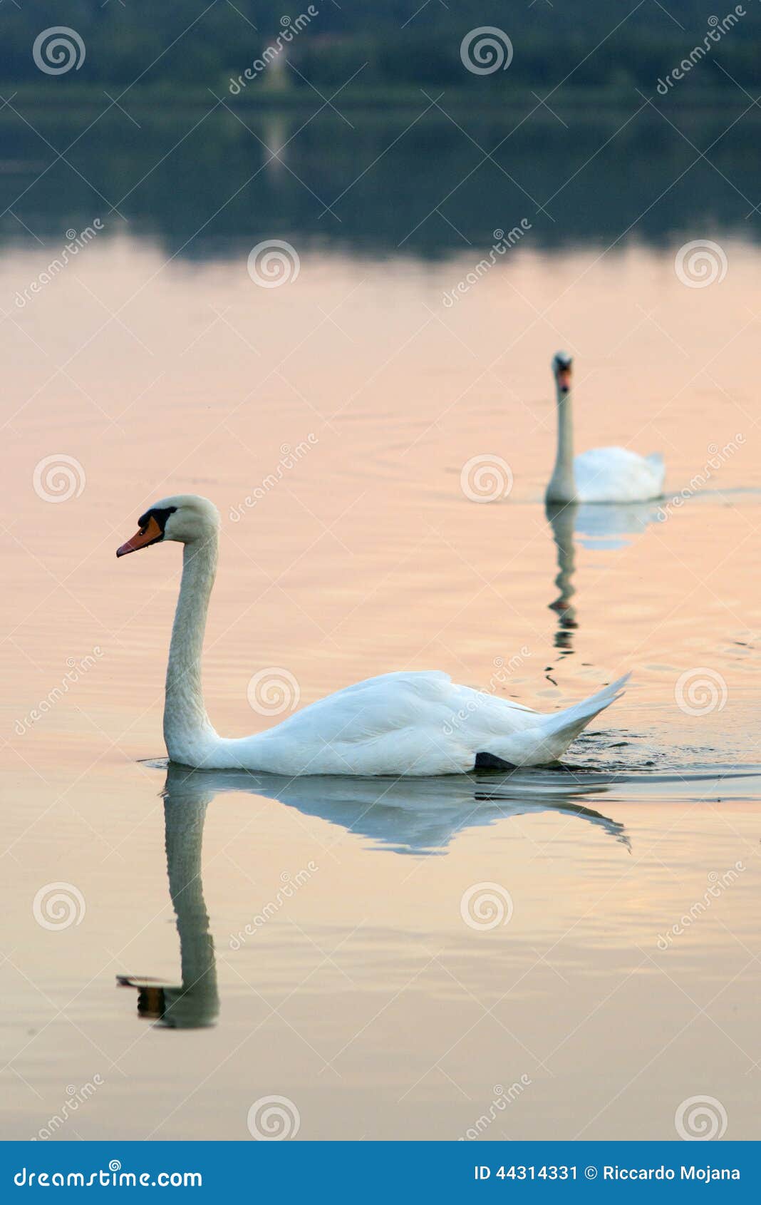 Swans at sunset stock image. Image of dusk, bird, water - 44314331