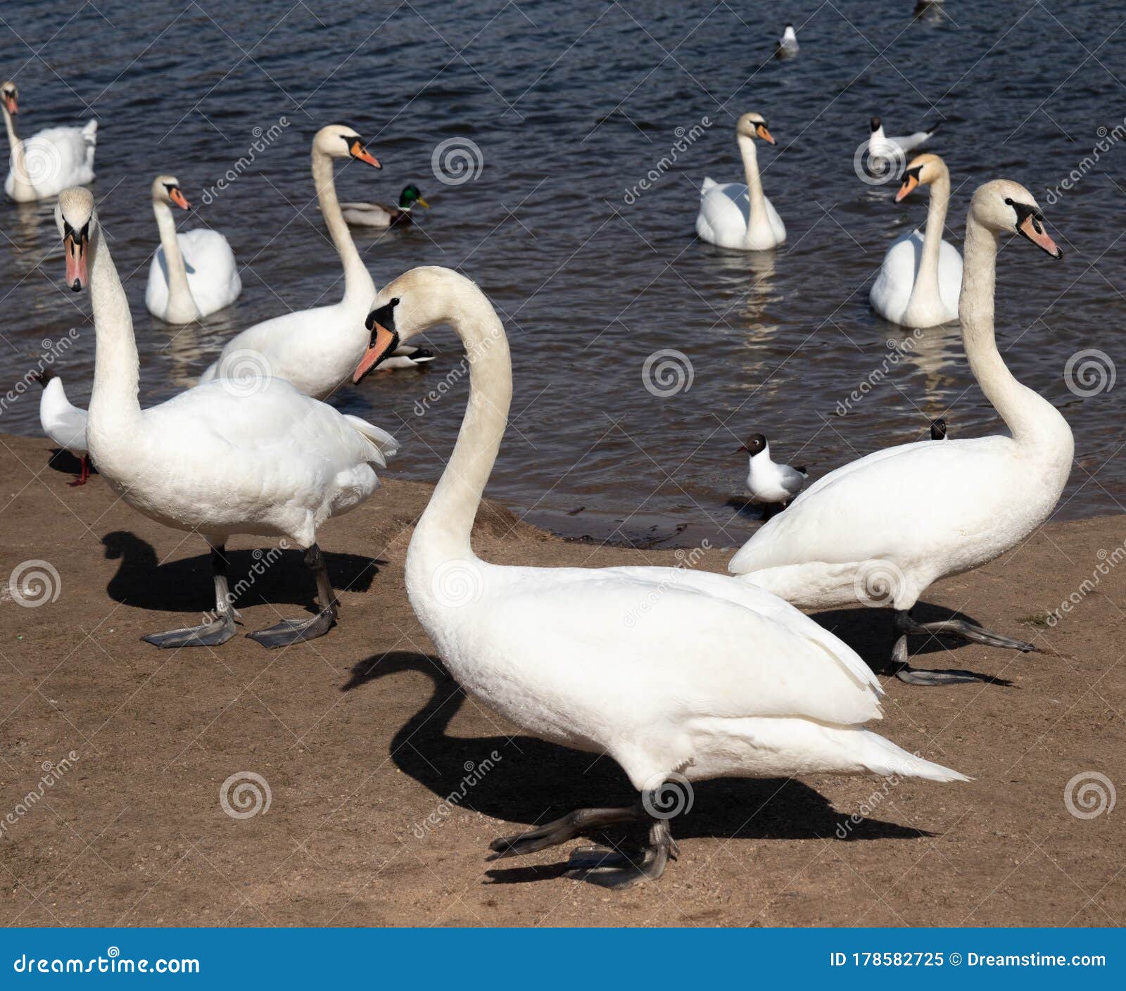 Swans. stock image. Image of lake, bird, white, swan - 178582725