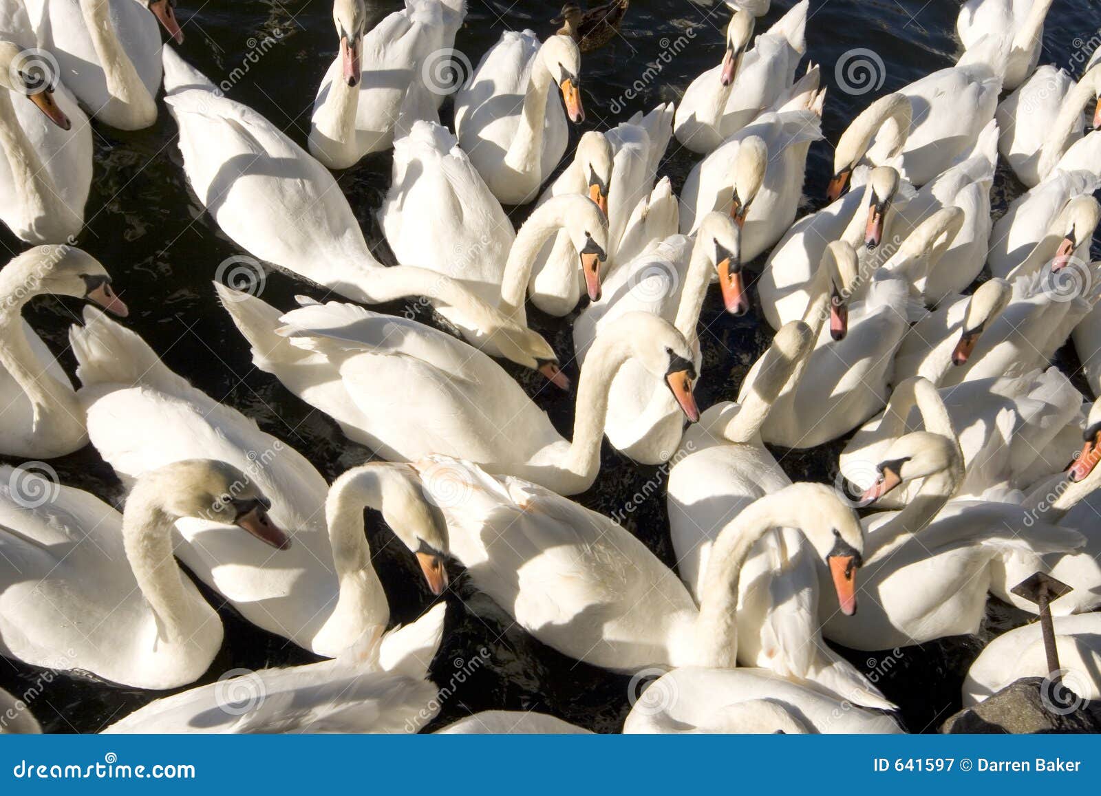 Swans, Swans, Swans stock image. Image of space, british - 641597