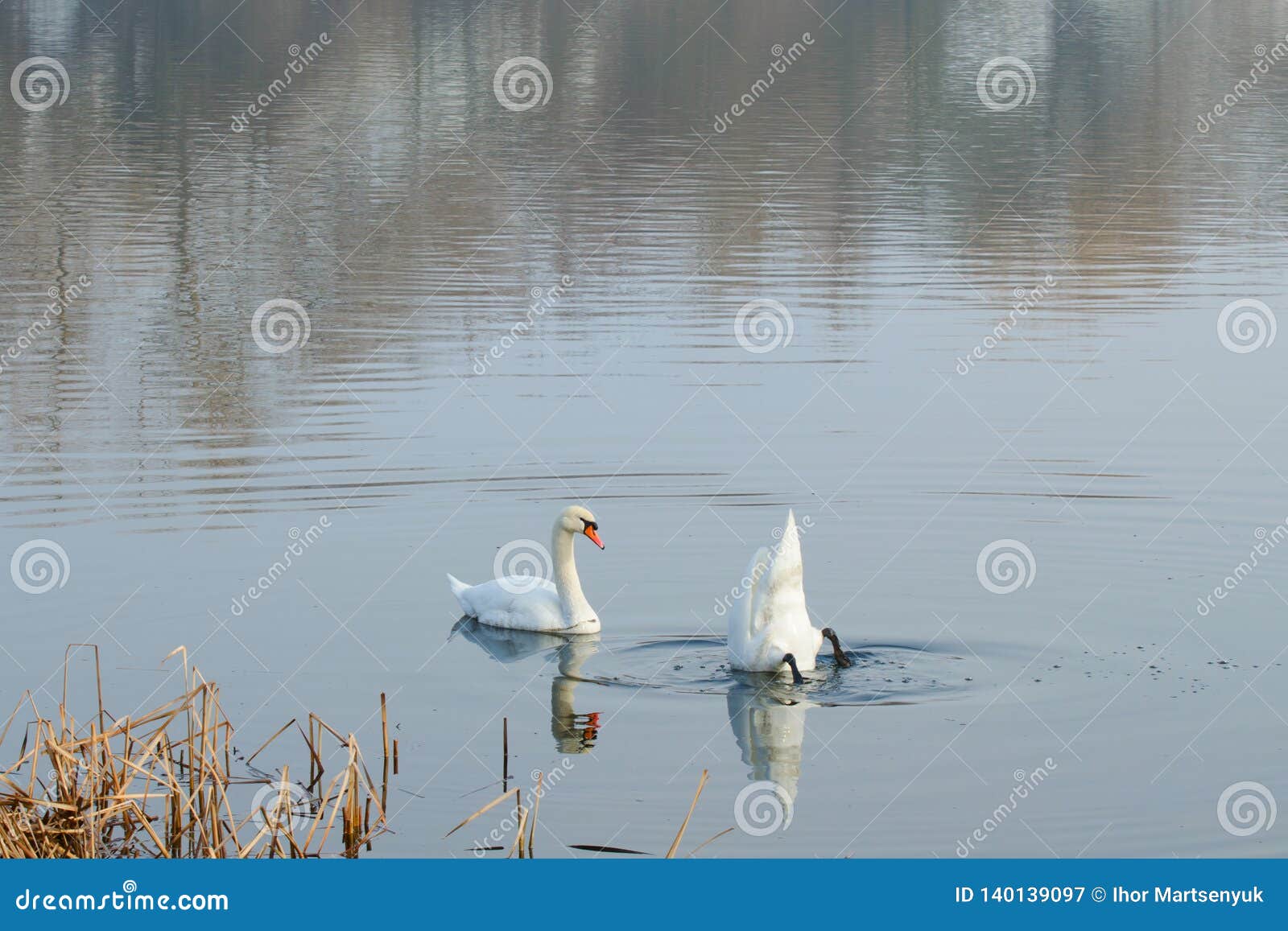Swans Swim on the Lake in Early Spring Stock Image - Image of family ...