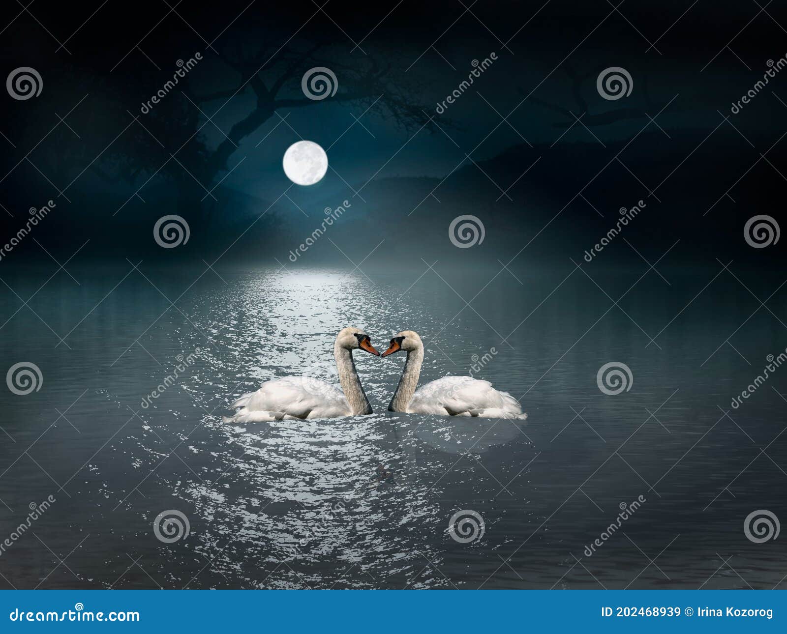 Swans Swim in the Light of the Moon on the Water Stock Image - Image of ...