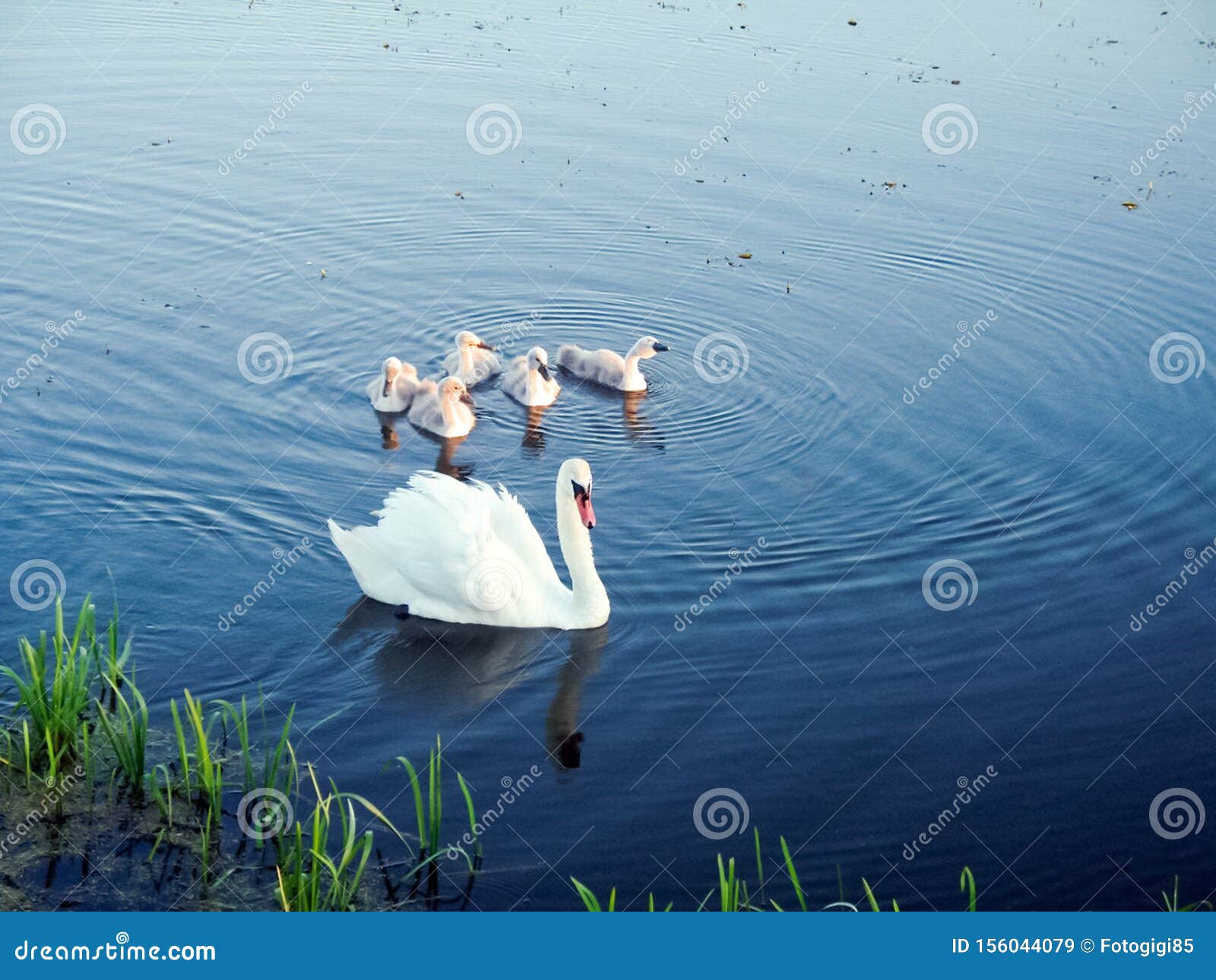 Swans Swim in the Pond. Family of Stock Image - Image of muteswans ...