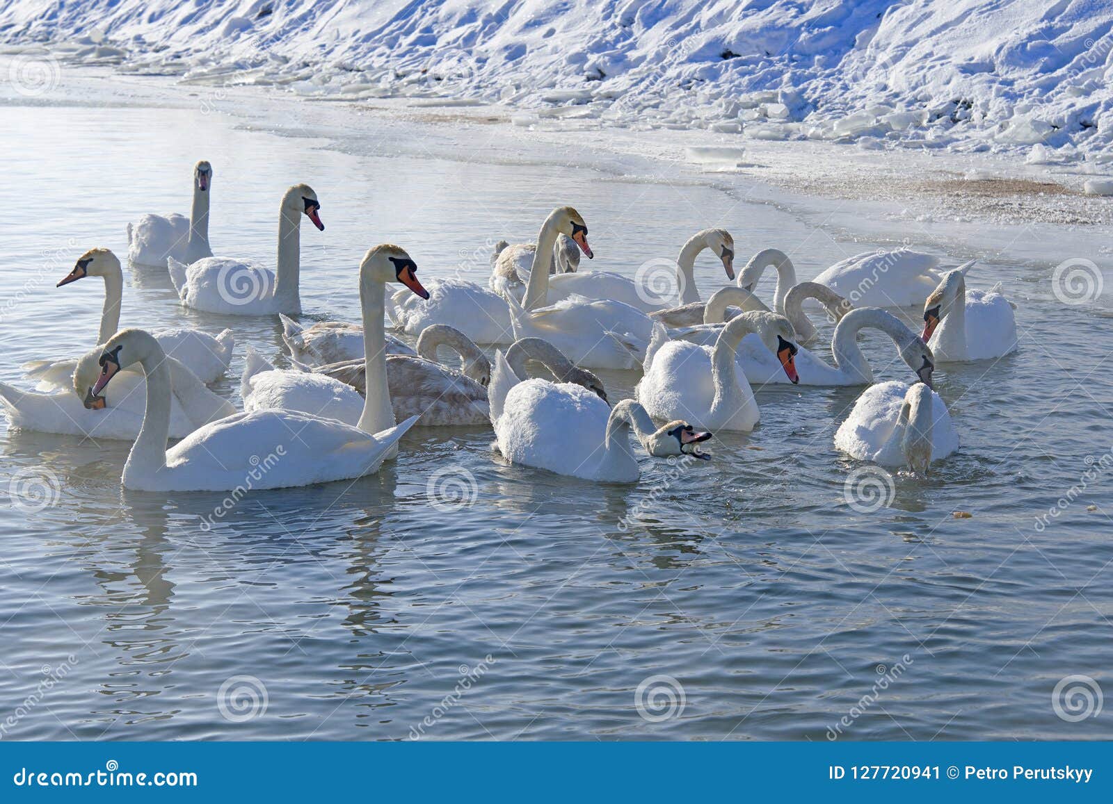Swans Swimming Images - Download 13,156 Royalty Free Photos - Page 2