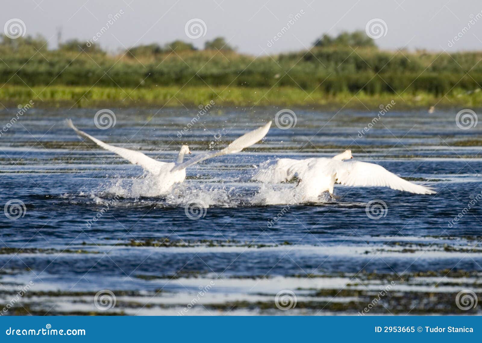 Swans taking off stock image. Image of flying, danube - 2953665