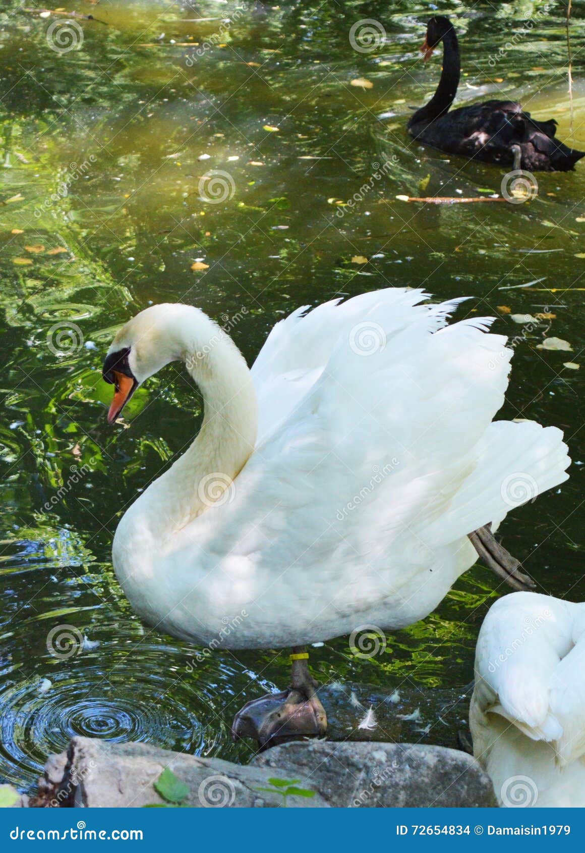 Swans and their movements stock photo. Image of nature - 72654834