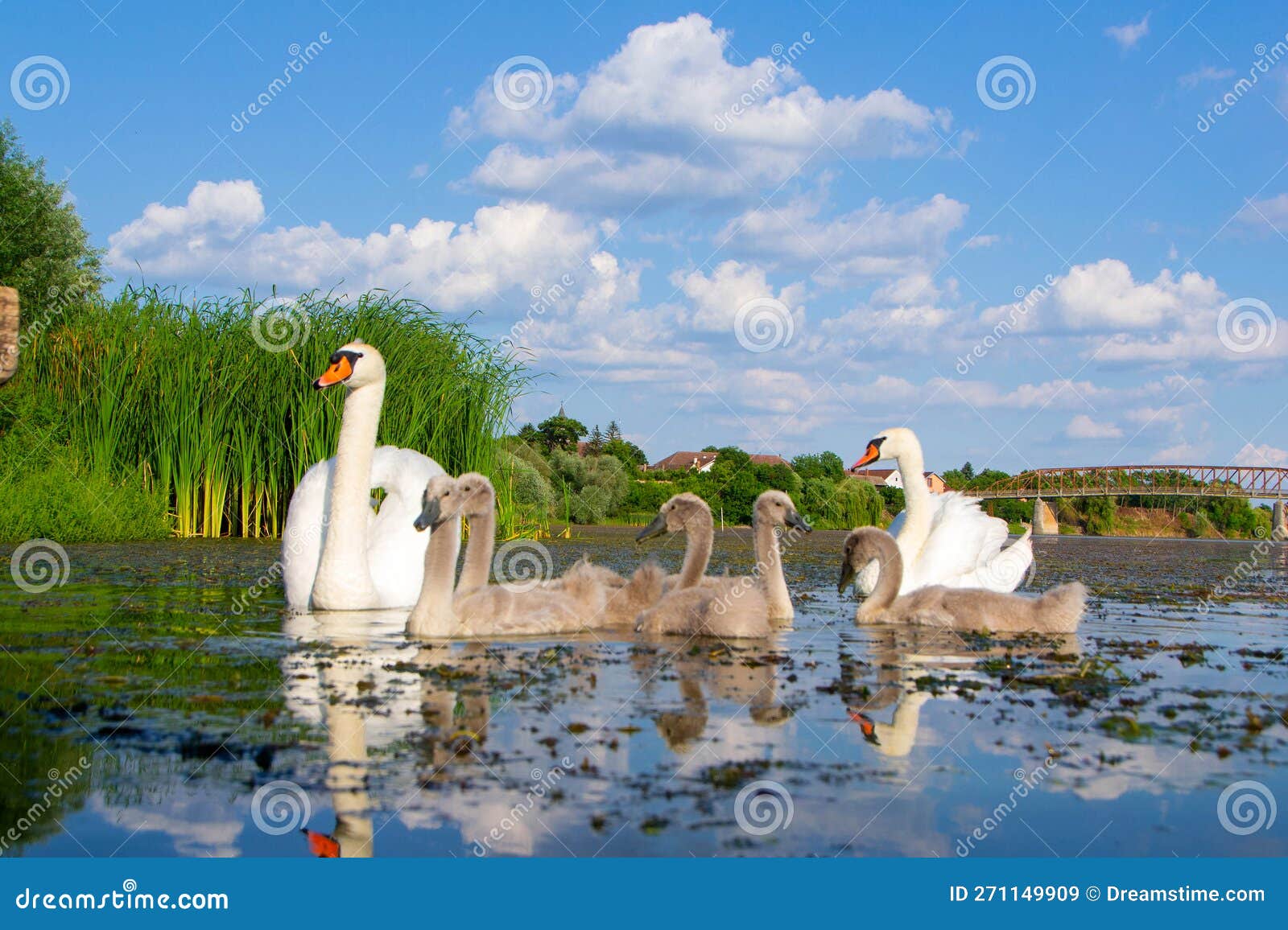 Swans with their young stock image. Image of feather - 271149909