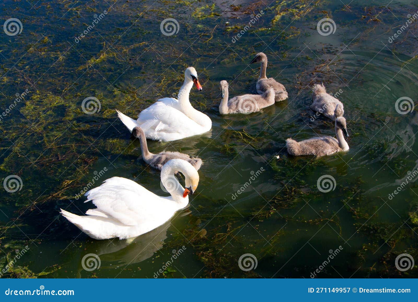 Swans with their young stock image. Image of beautiful - 271149957