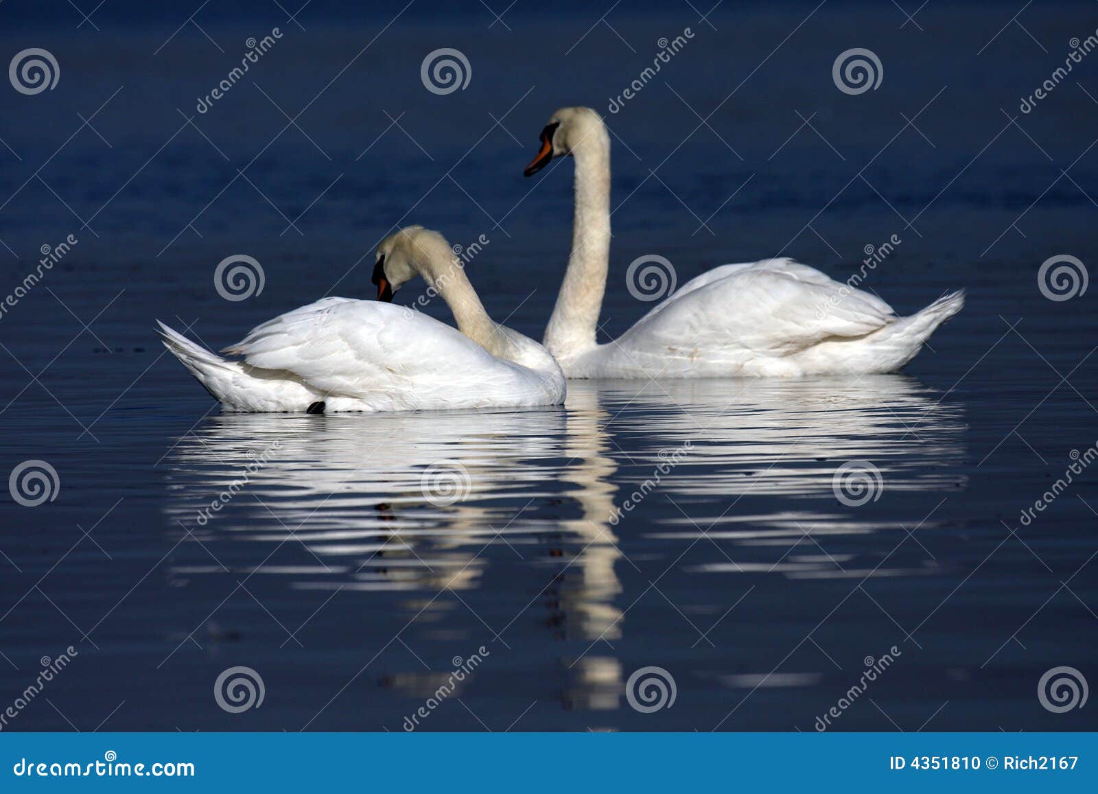 Swans together stock photo. Image of beak, white, black - 4351810