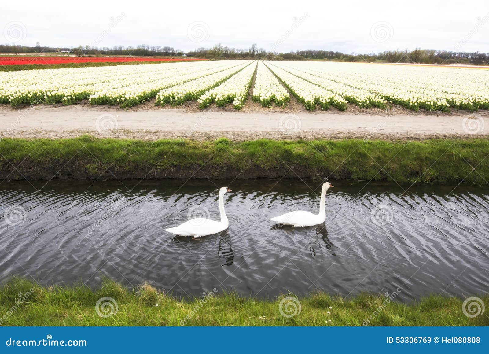 Swans and tulip fields stock image. Image of water, front - 53306769