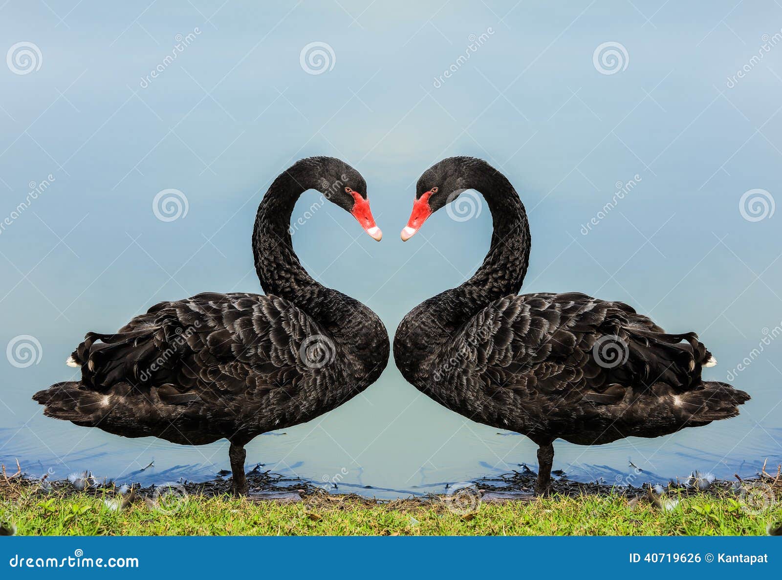 Swans. stock photo. Image of romance, elegance, grass - 40719626