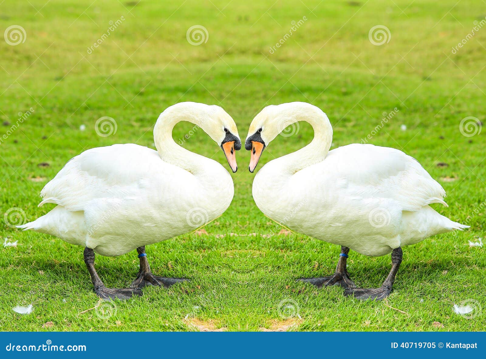 Swans stock image. Image of peace, graceful, shape, romantic - 40719705