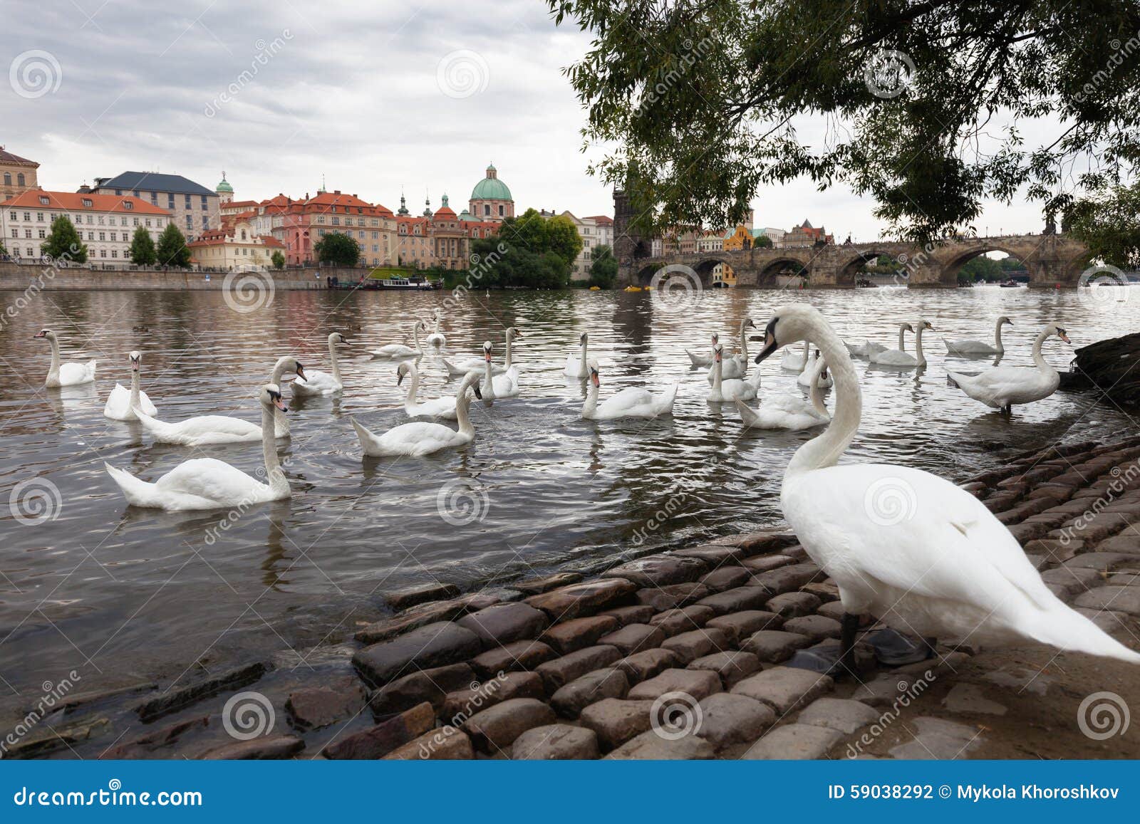 Swans on Vltava River in Prague Stock Photo - Image of czech, republic ...