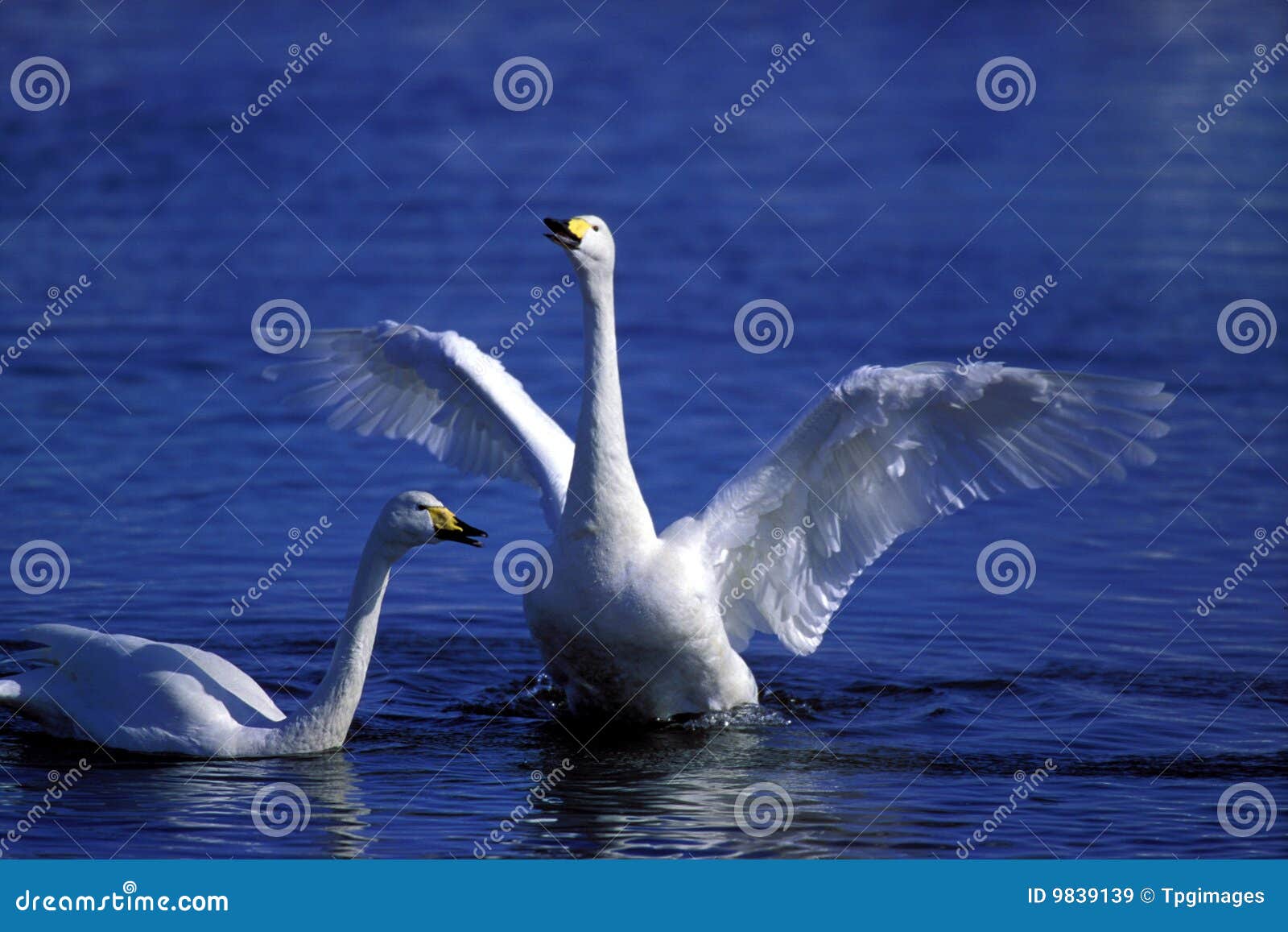 Swans in the water stock image. Image of outdoor, elevated - 9839139