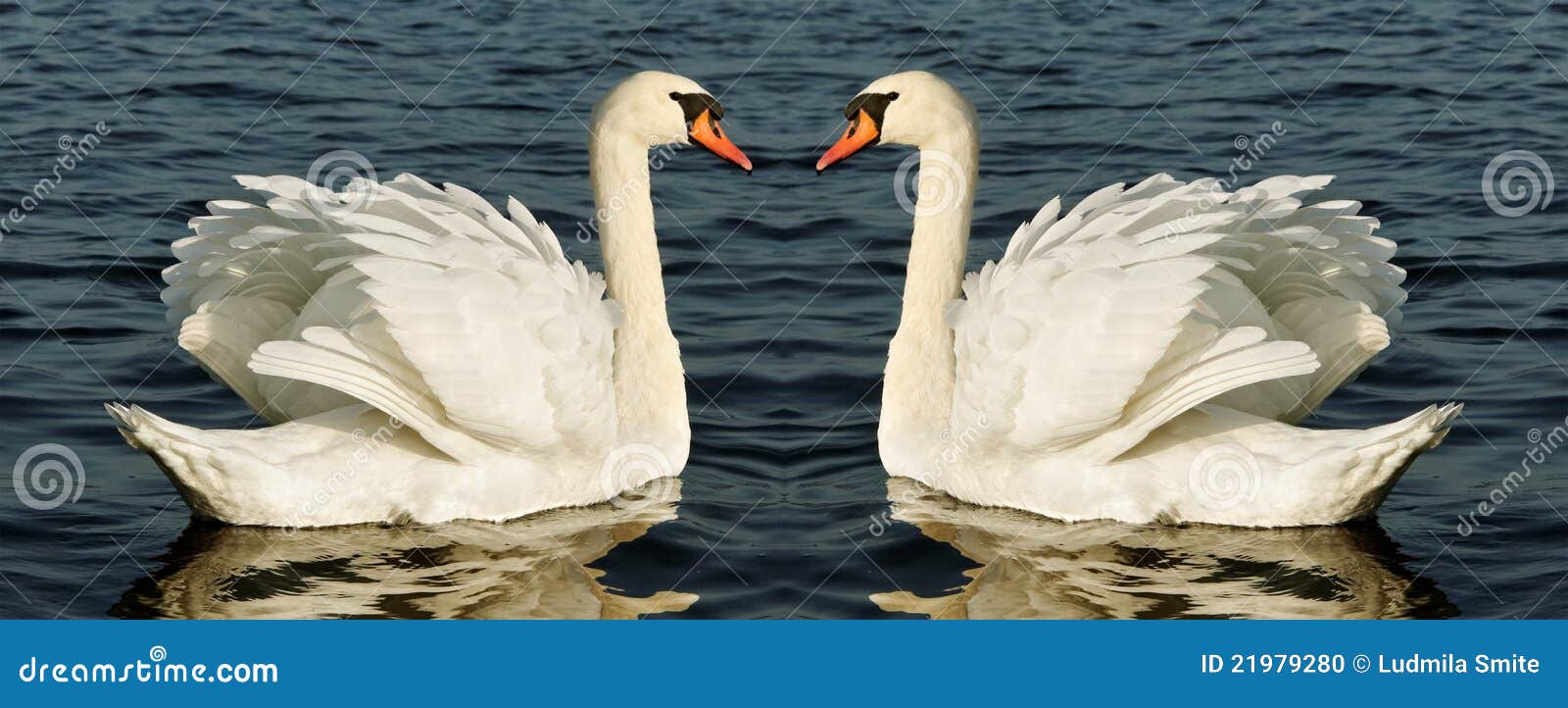 Swans on wave. stock photo. Image of grace, blue, peaceful - 21979280