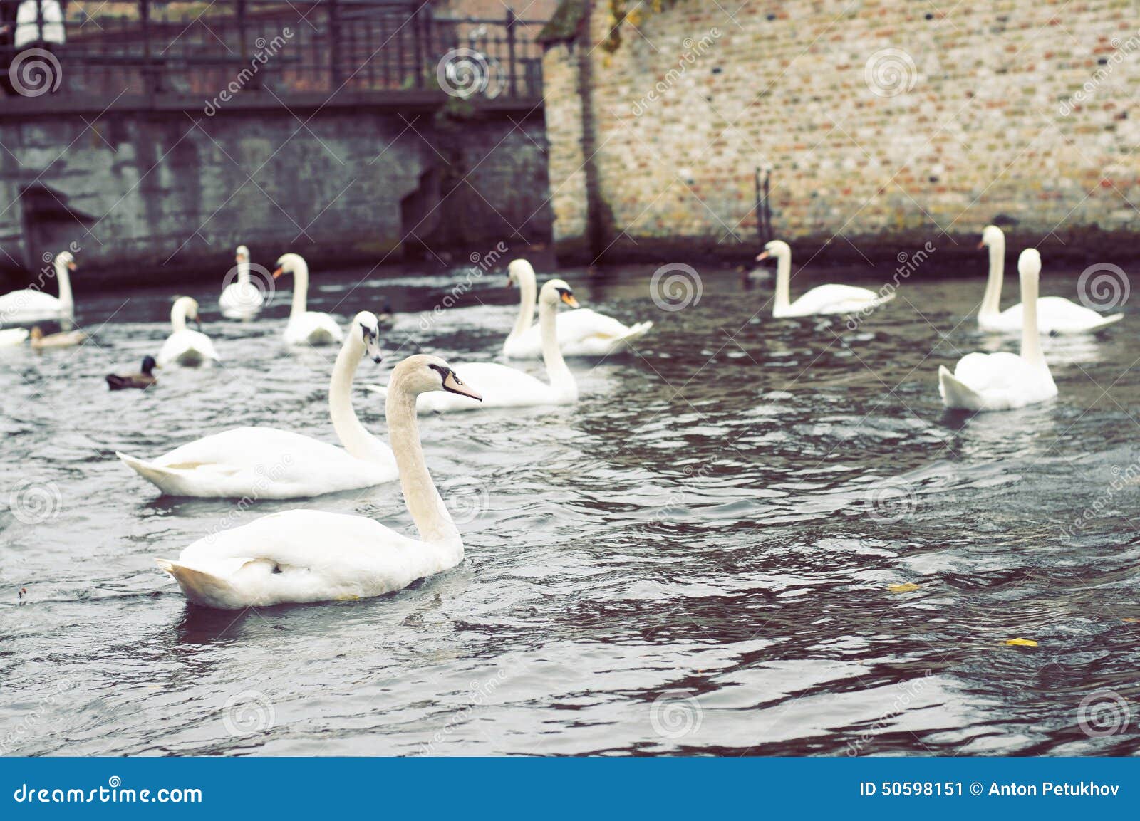 Swans stock image. Image of swimming, animal, animals - 50598151