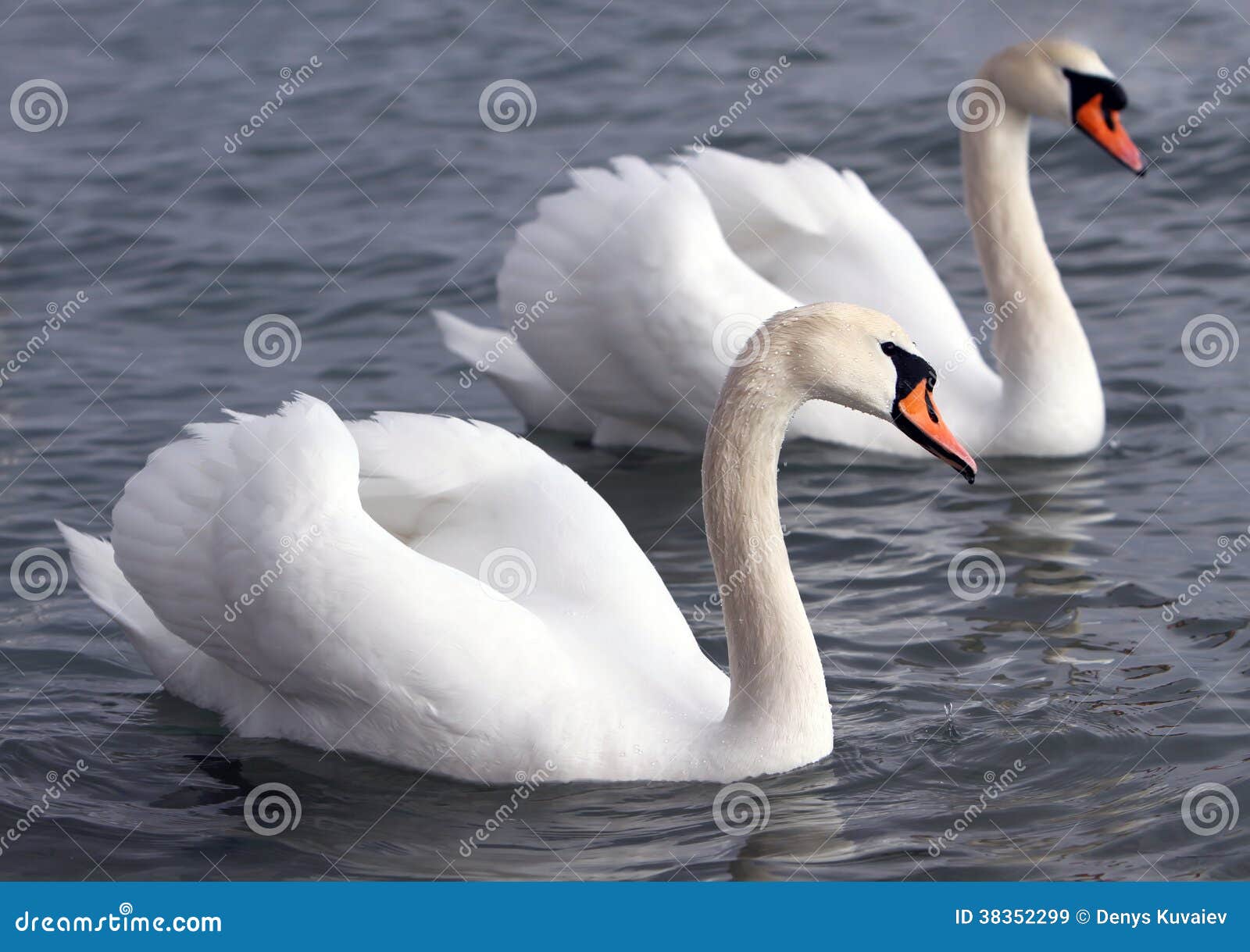 Swans stock image. Image of nature, pure, peace, group - 38352299