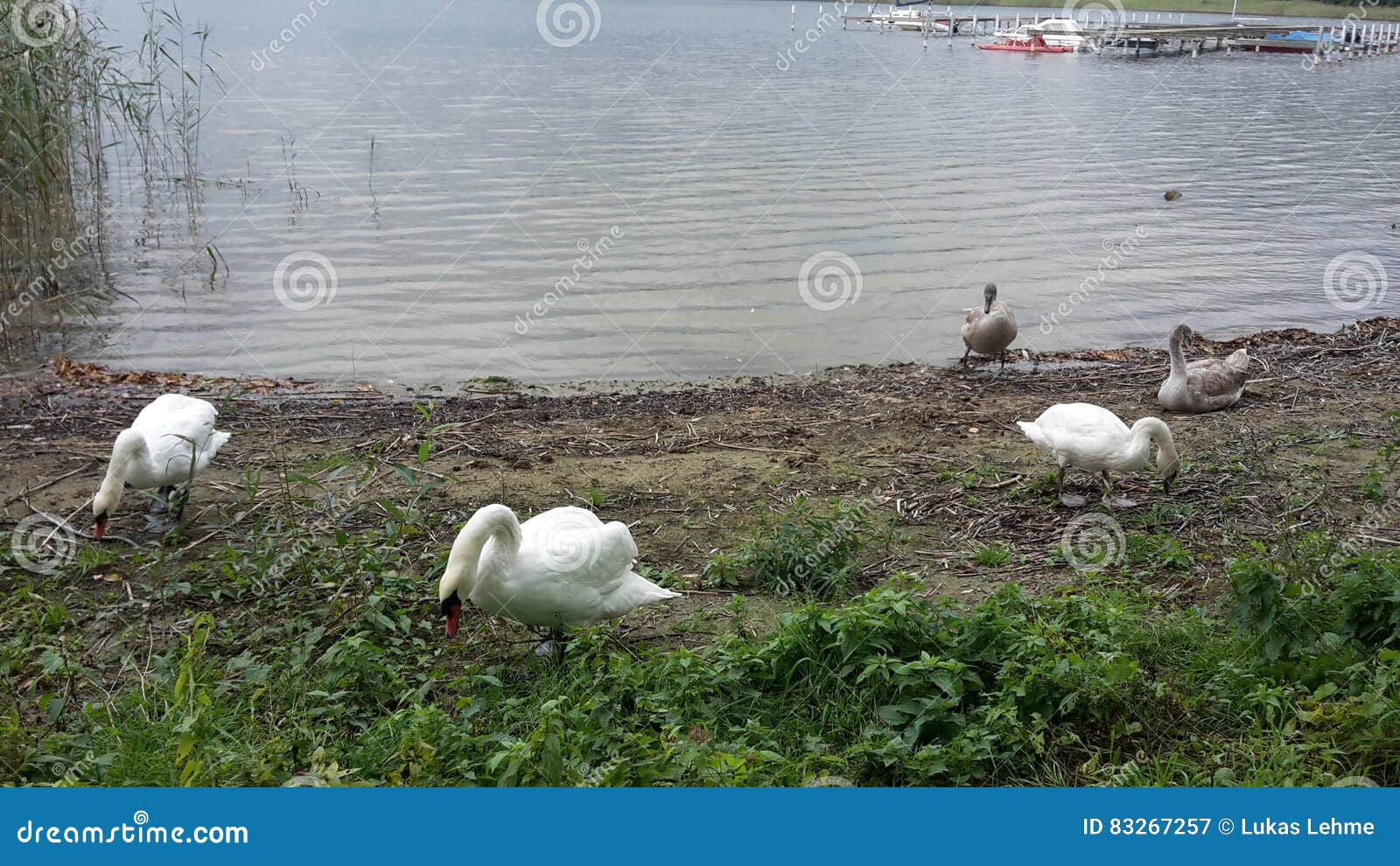 3 swans stock image. Image of lake, withe, grey, swans - 83267257