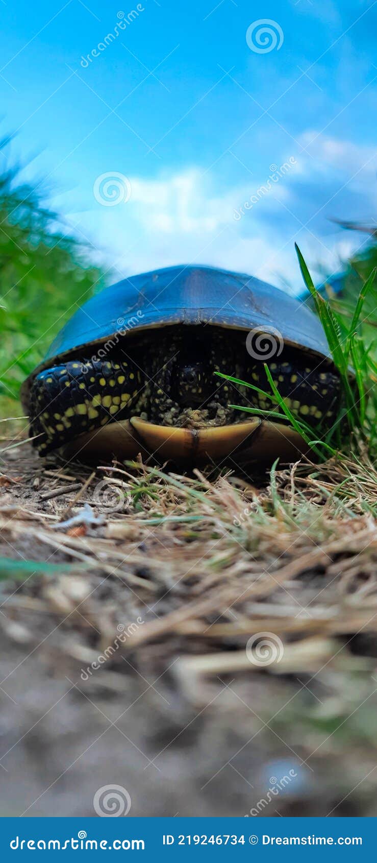 Swap Turtle Crossed Path Near River Stock Photo - Image of plant ...