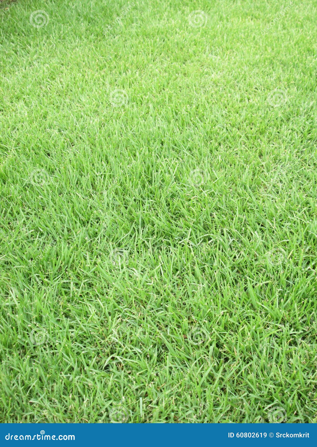 Sward in garden stock image. Image of pattern, path, garden - 60802619