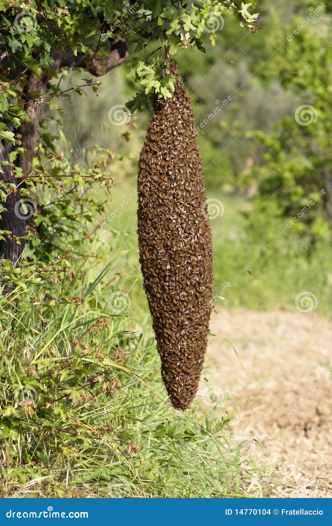 Swarm stock photo. Image of bees, collaboration, branch - 14770104