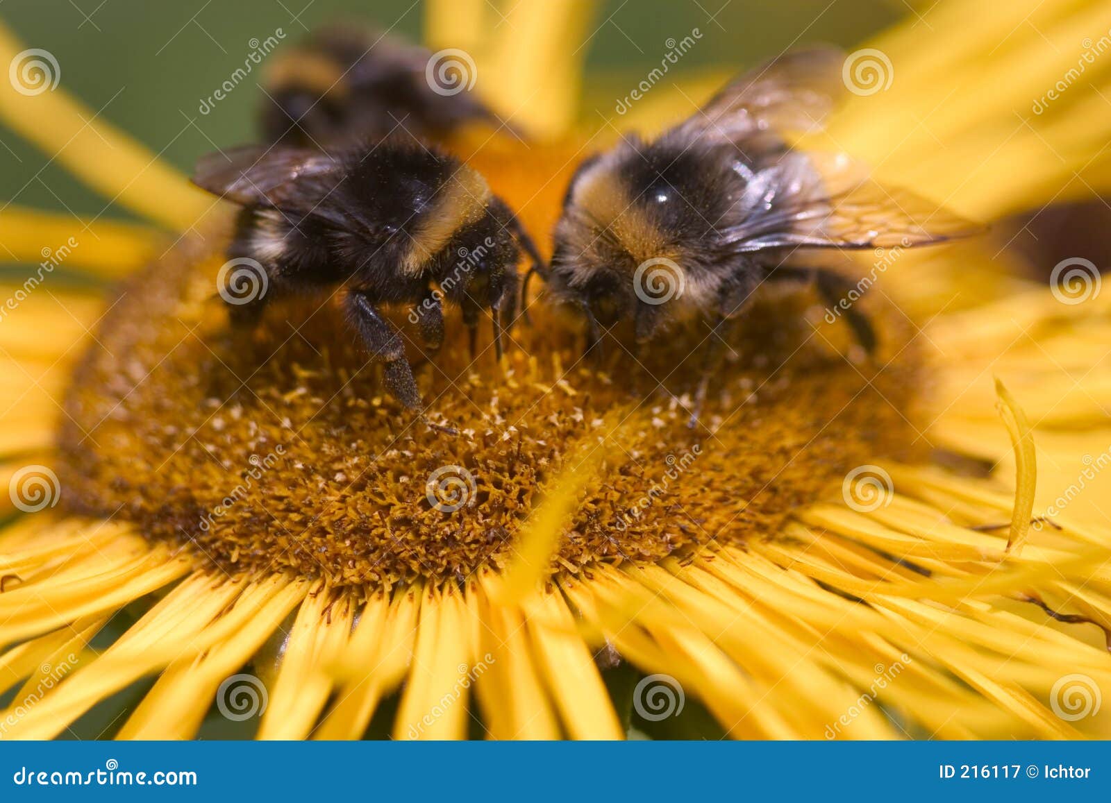 Swarm Picture. Image: 216117